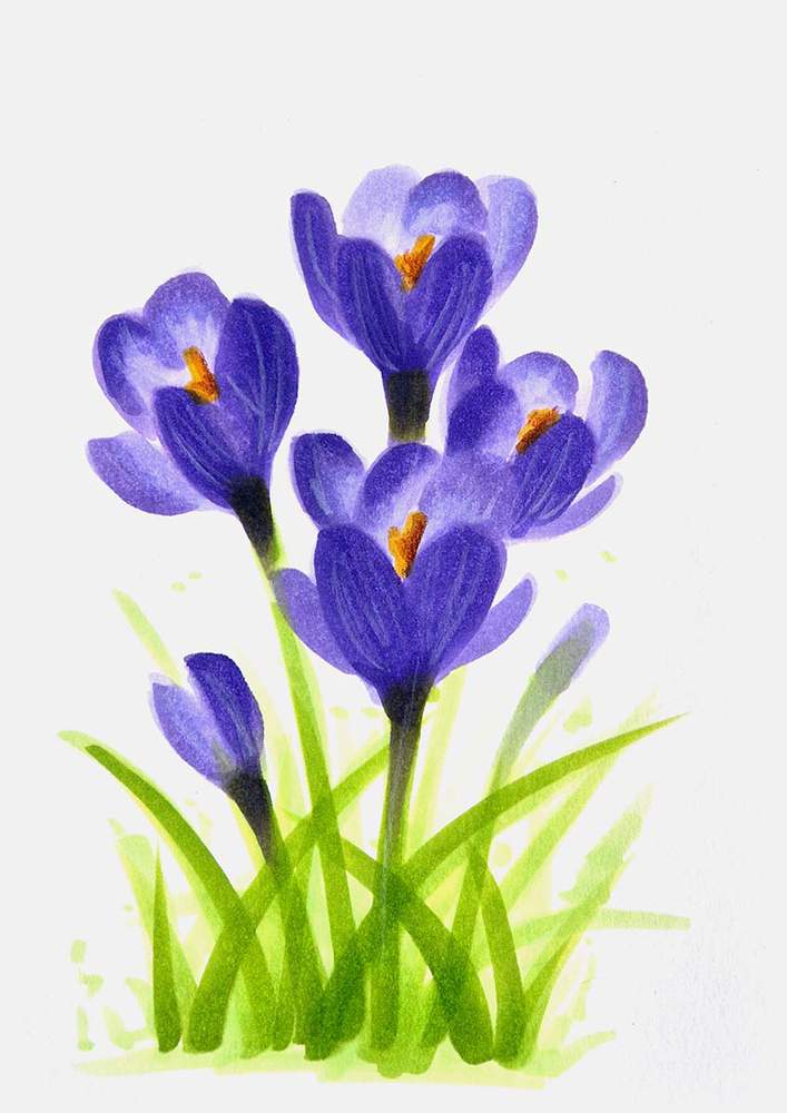 How to Draw a Crocus Flower - Easy Step by Step Tutorial